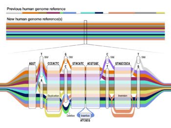 Why the updated map of the human genome matters - Bio.News