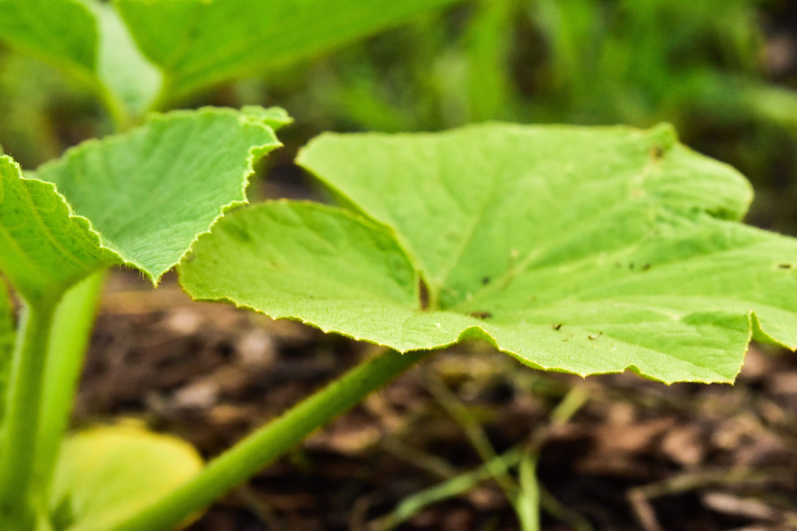 The plant biostimulant market is set to boom - Bio.News