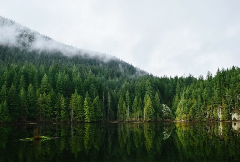 International Day of Forests: A call for more innovation - Bio.News